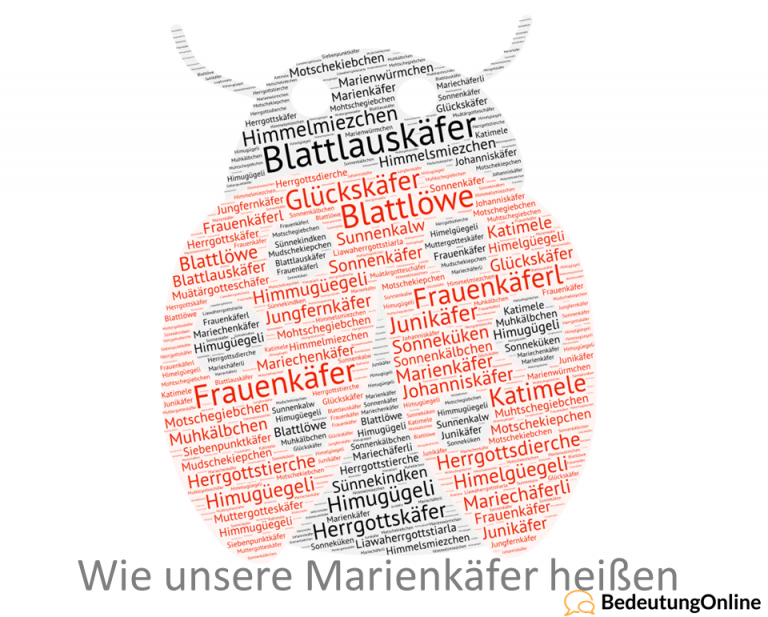 Synonyme Marienkäfer: Welche Namen sie tragen - Bedeutung Online